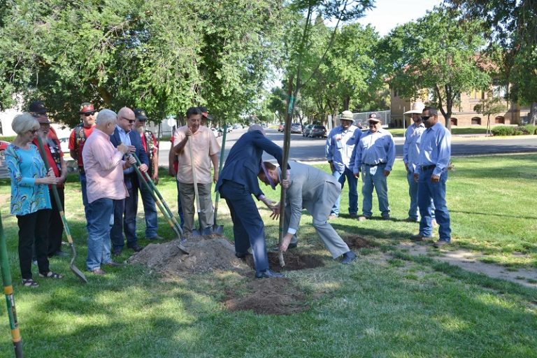 David Rogers and Brett Frazier plant tree in Madera Courthouse Park ...