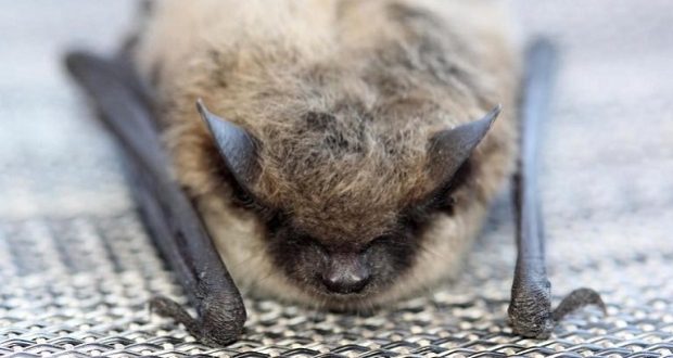 Bat Found In Oakhurst Tests Positive For Rabies | Sierra News Online
