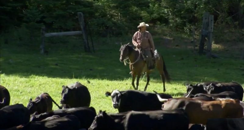 Cattle Drive Is Still Part Of Ranching Life In The Sierra | Sierra News ...