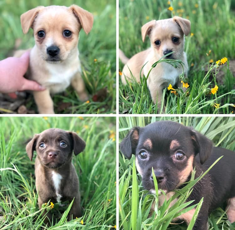 ACT Pups Of The Week: Cocoa, Saffron, Nutmeg And Pepper | Sierra News ...
