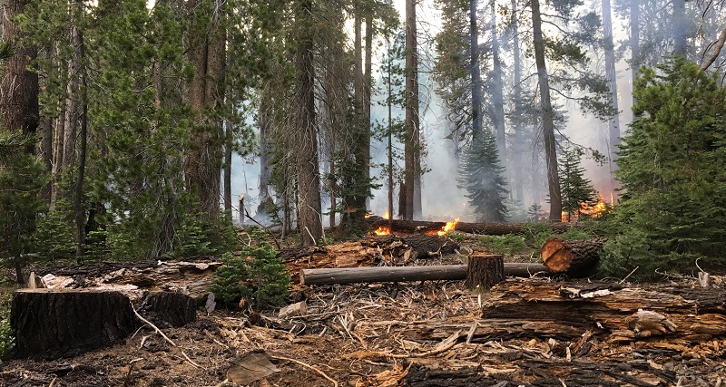 Lightning-Caused Fire Burning West Of Jackass Creek | Sierra News Online