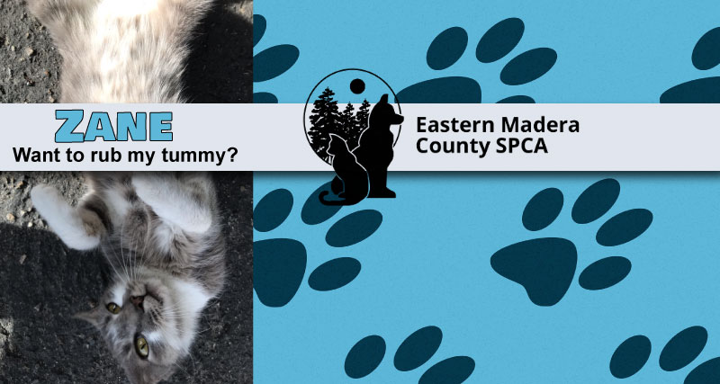 Pet-of-the-week_ZANE | Sierra News Online