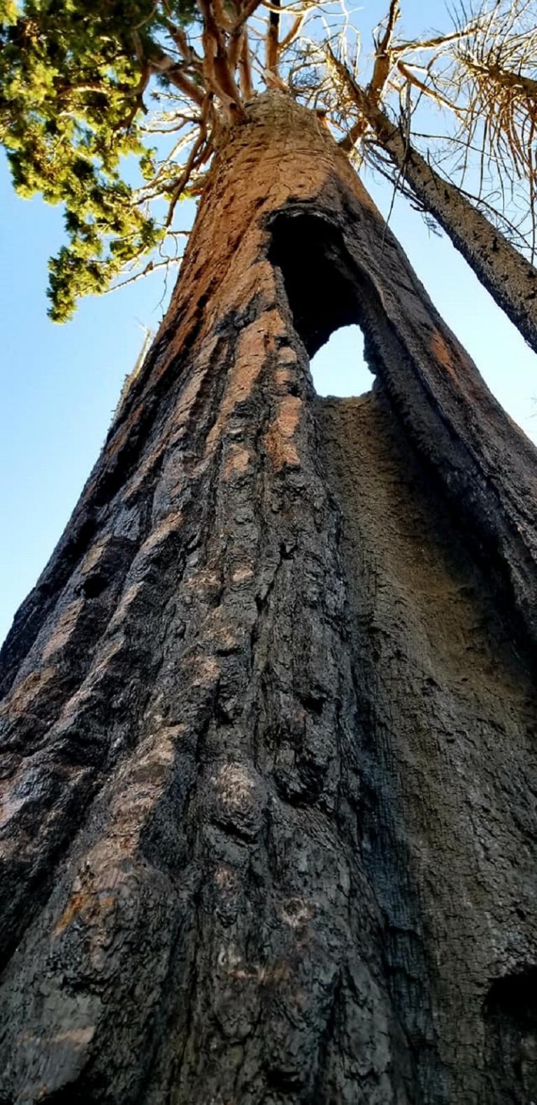 Hiking in Nelder Grove: Through The Burned Trees To The Old Granddad ...