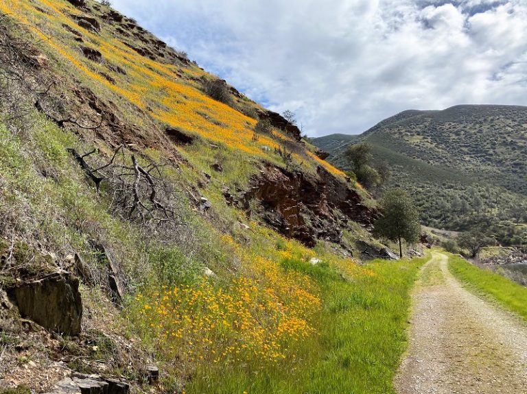 Hiking From Briceburg Down The Merced River Trail With Wildflowers ...
