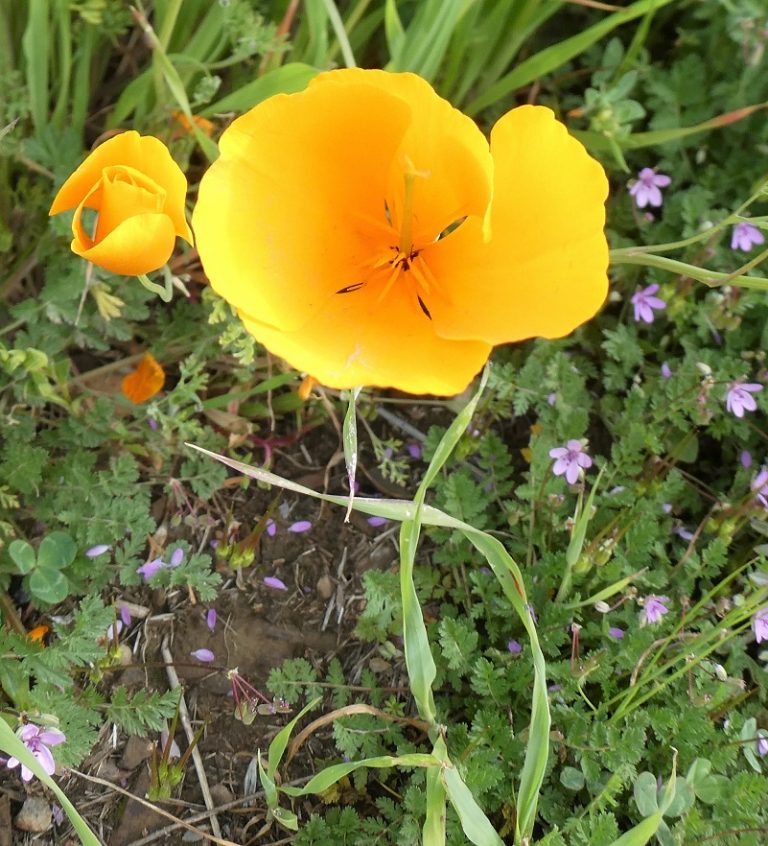Hiking From Briceburg Down The Merced River Trail With Wildflowers ...