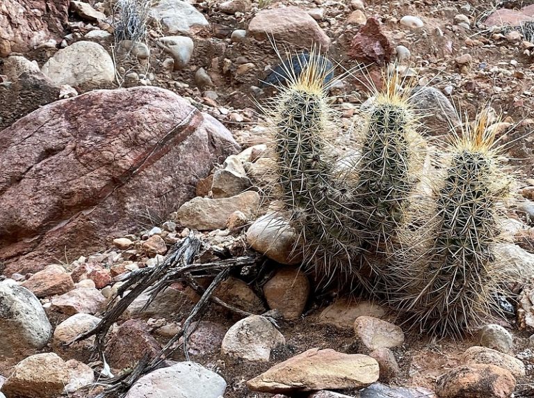 Grand Canyon Phantom Ranch: History, Hiking and Exploring | Sierra News ...