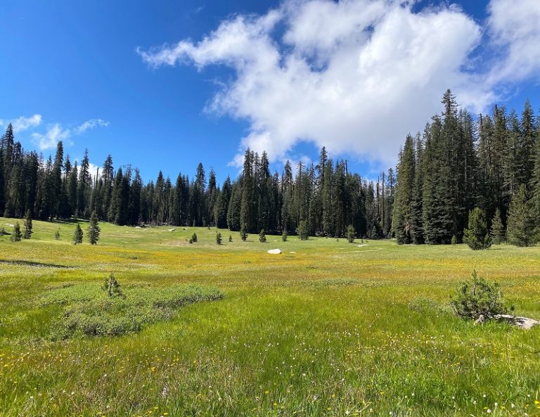 Wildflowers and History Along Beasore Road | Sierra News Online