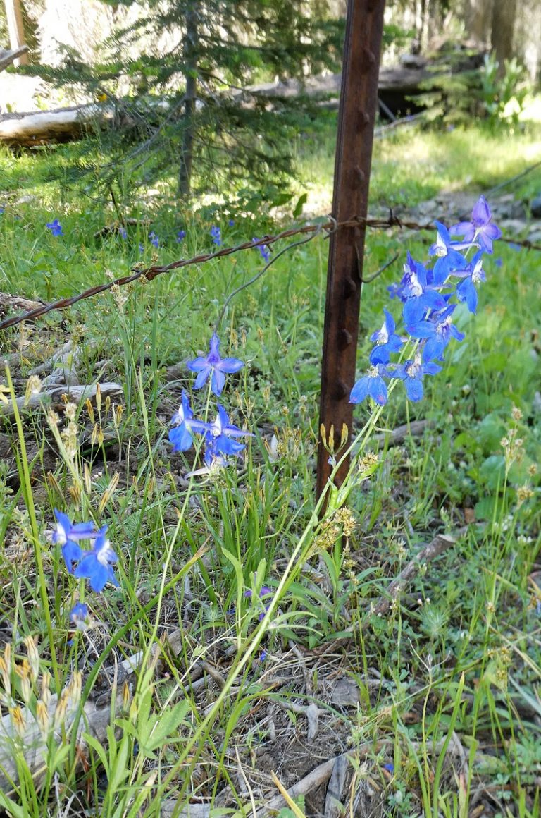 Wildflowers and History Along Beasore Road | Sierra News Online